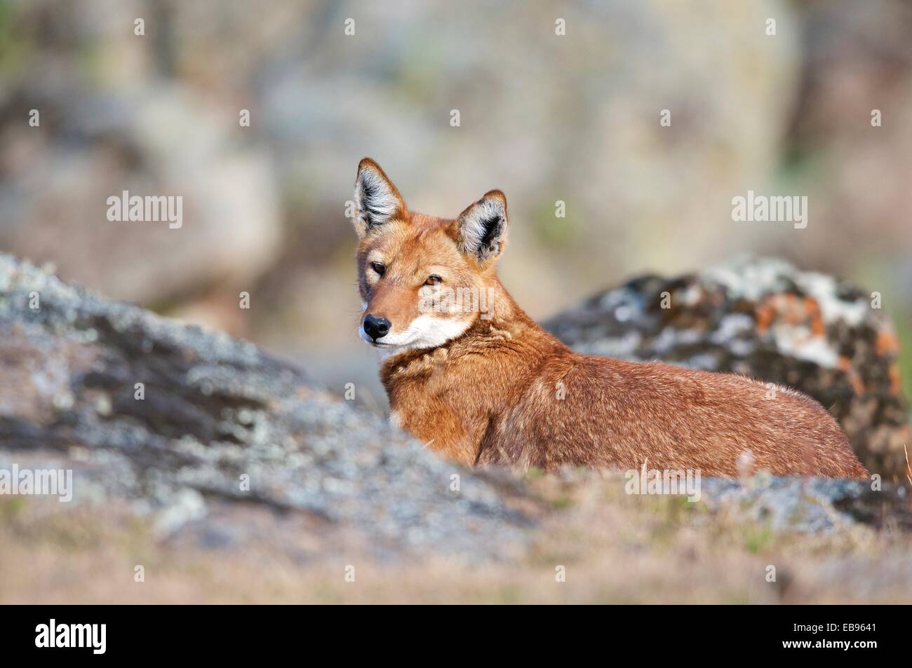 Abyssinian Wolf Stock Photos & Abyssinian Wolf Stock Images - Alamy