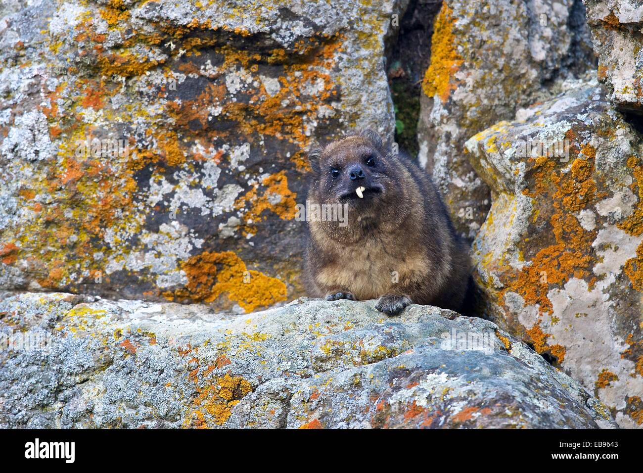 Hyrax ethiopia hi-res stock photography and images - Alamy