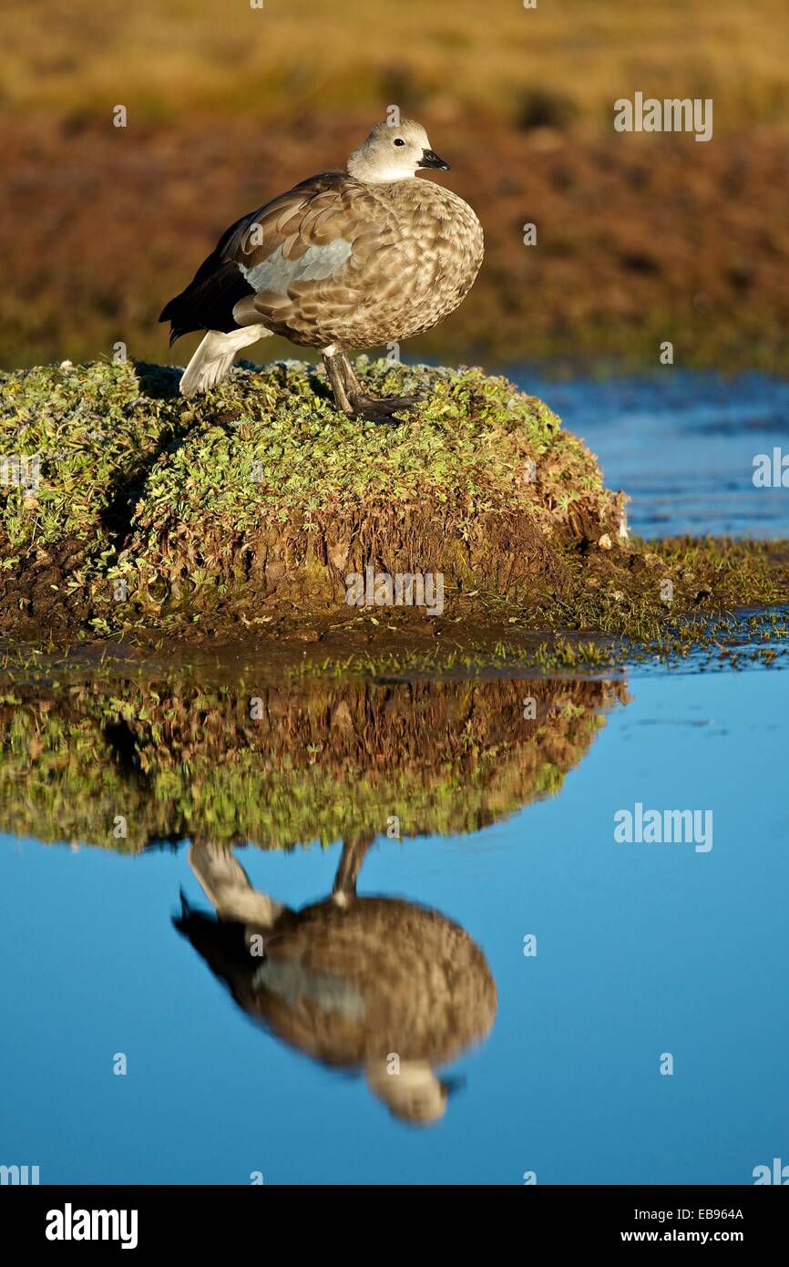 Blue winged goose cyanochen cyanoptera hi-res stock photography and ...