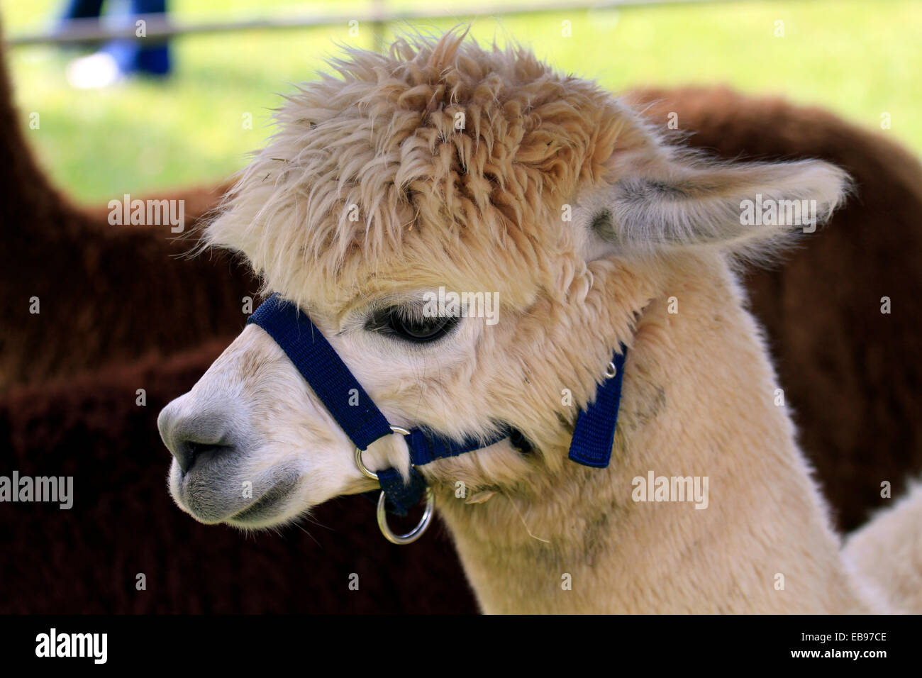 Alpaca harness hi-res stock photography and images - Alamy