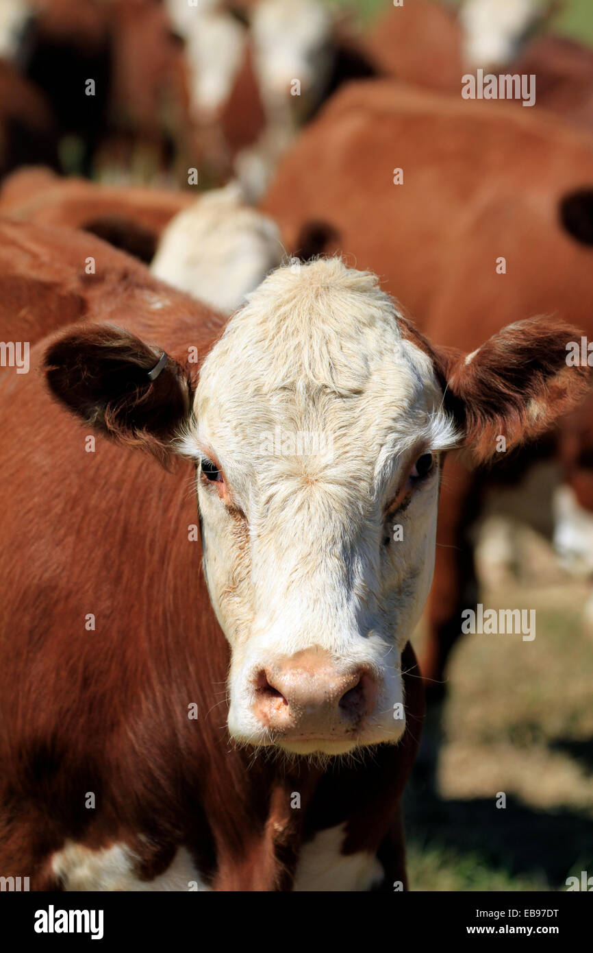 Cattle on a farm in the Boland region in the Western Cape Province ...