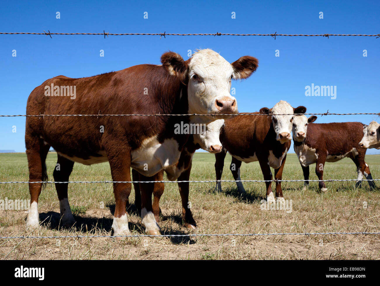 Boland agriculture western cape province hi-res stock photography and ...