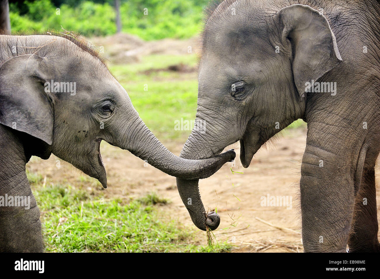 Nice calves hi-res stock photography and images - Alamy