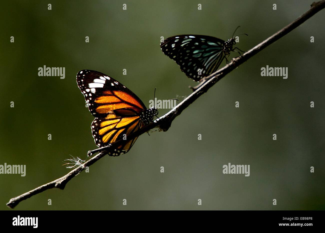 Butterflies Of India High Resolution Stock Photography and Images - Alamy