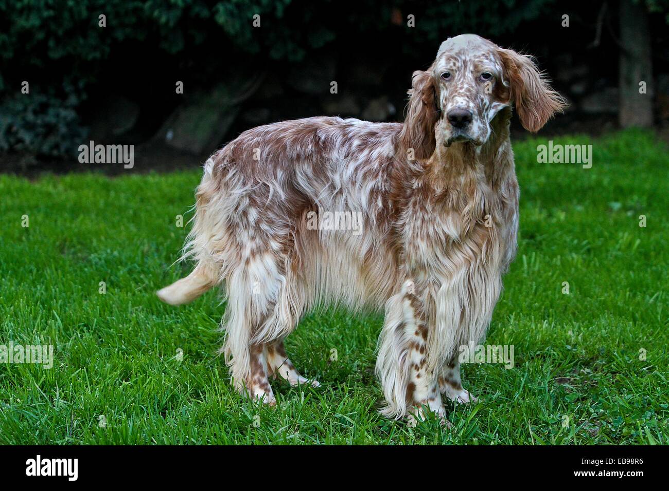Setter hunt hi-res stock photography and images - Alamy
