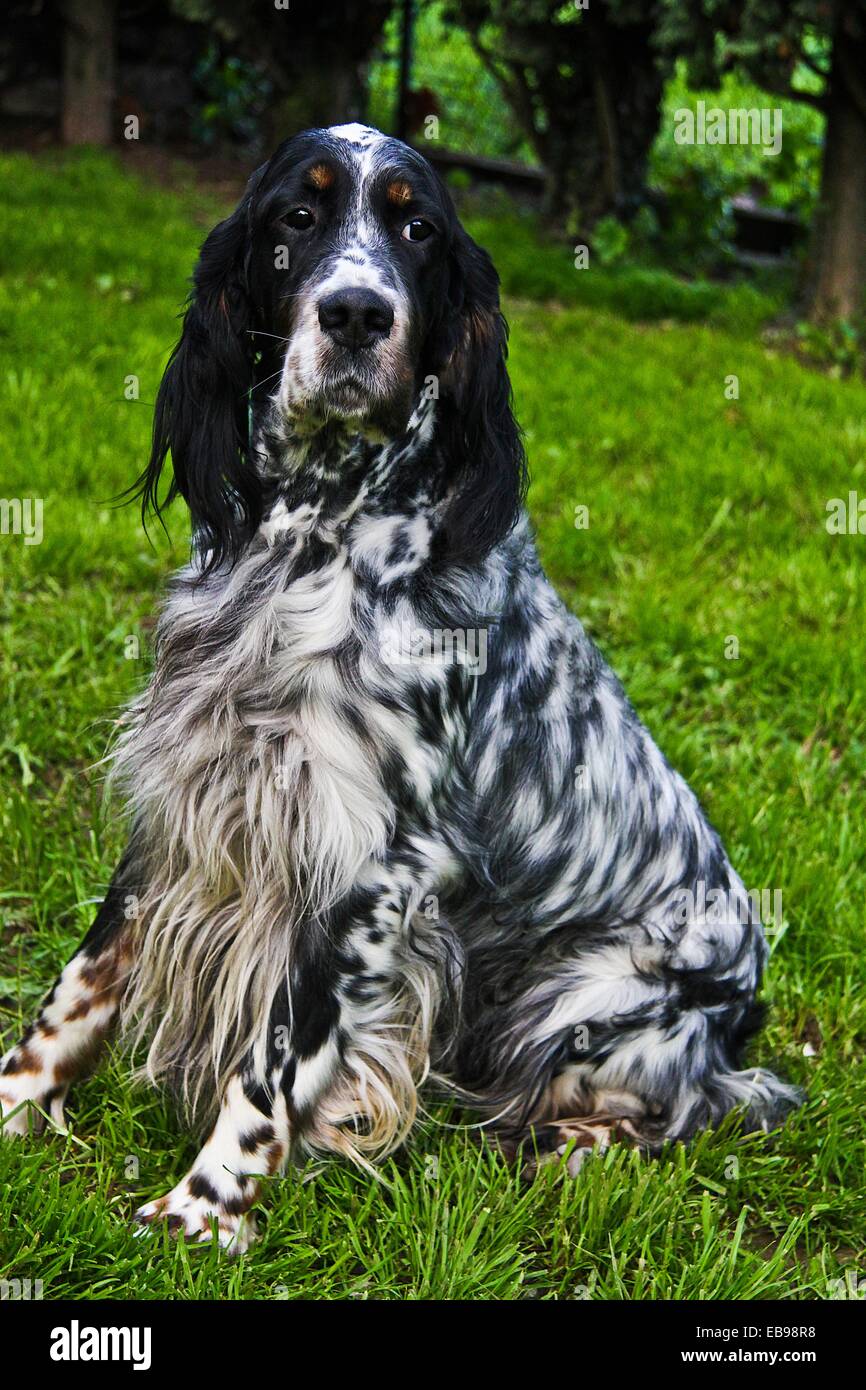 English Setter dog-Portrait Stock Photo - Alamy