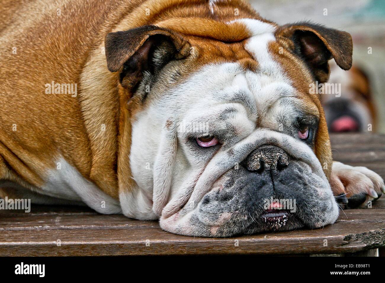 English bulldog laying down Stock Photo - Alamy