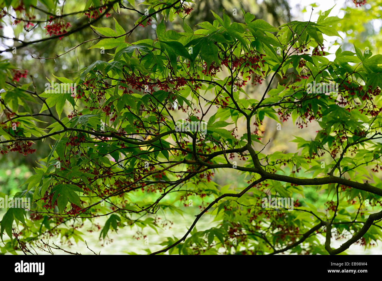 acer palmatum osakazuki tree leaves foliage seeds seed spring Amoenum ...