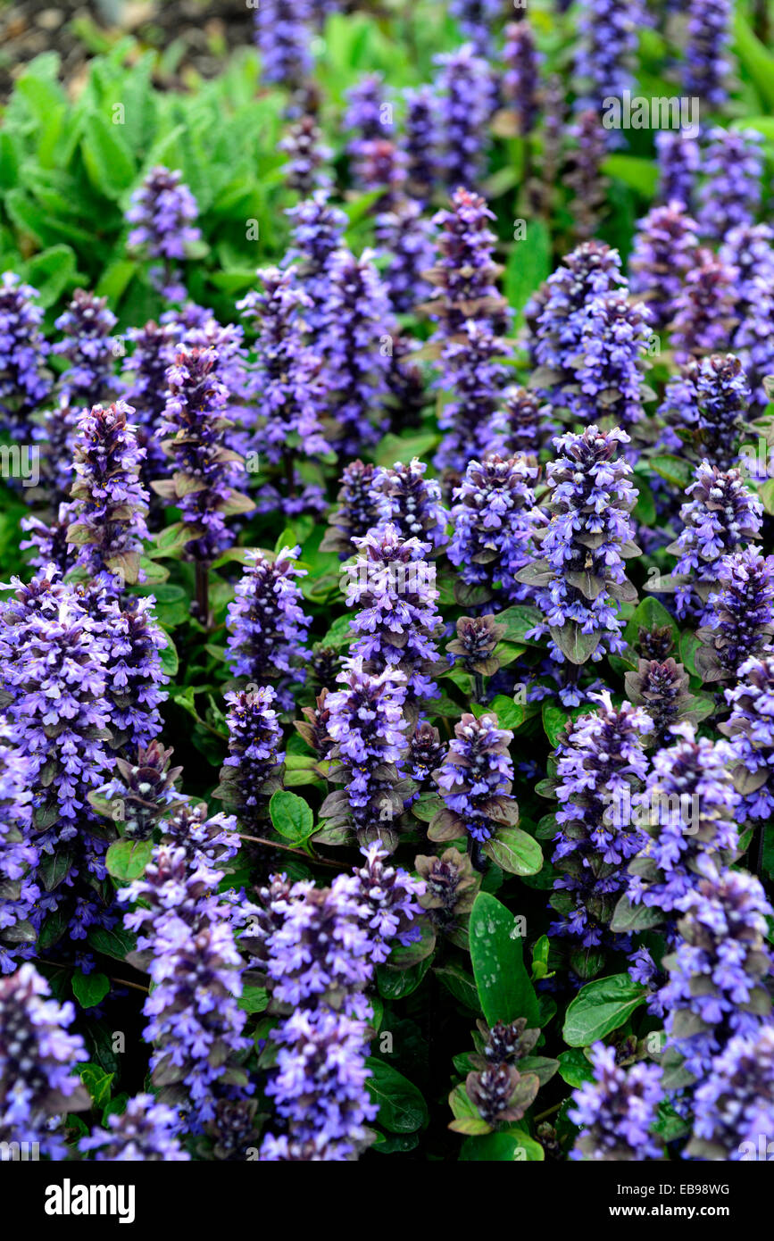 Bugle flowers hi-res stock photography and images - Alamy