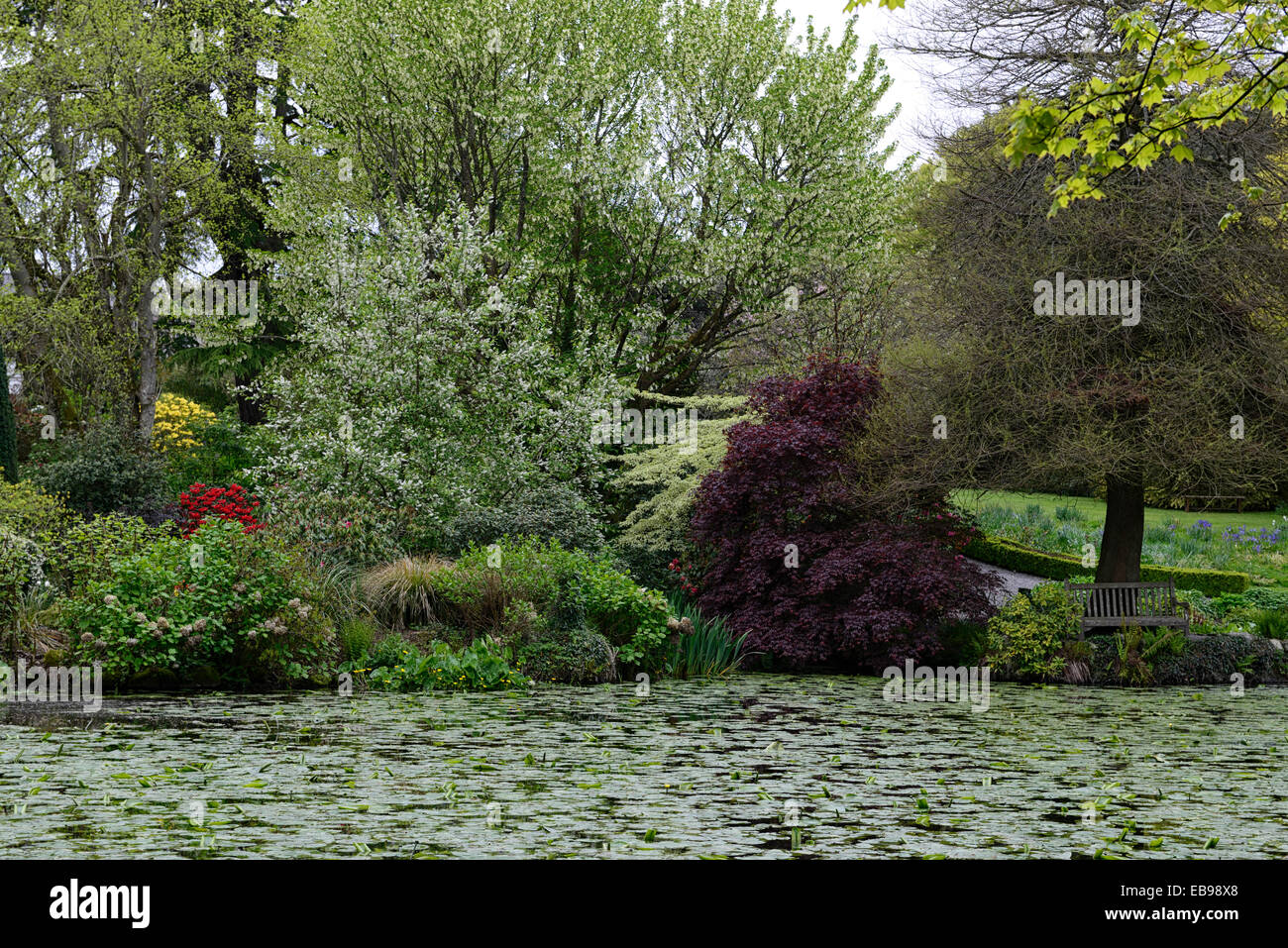 altamont gardens carlow lake magnolia red rhododendron acer davidia ...