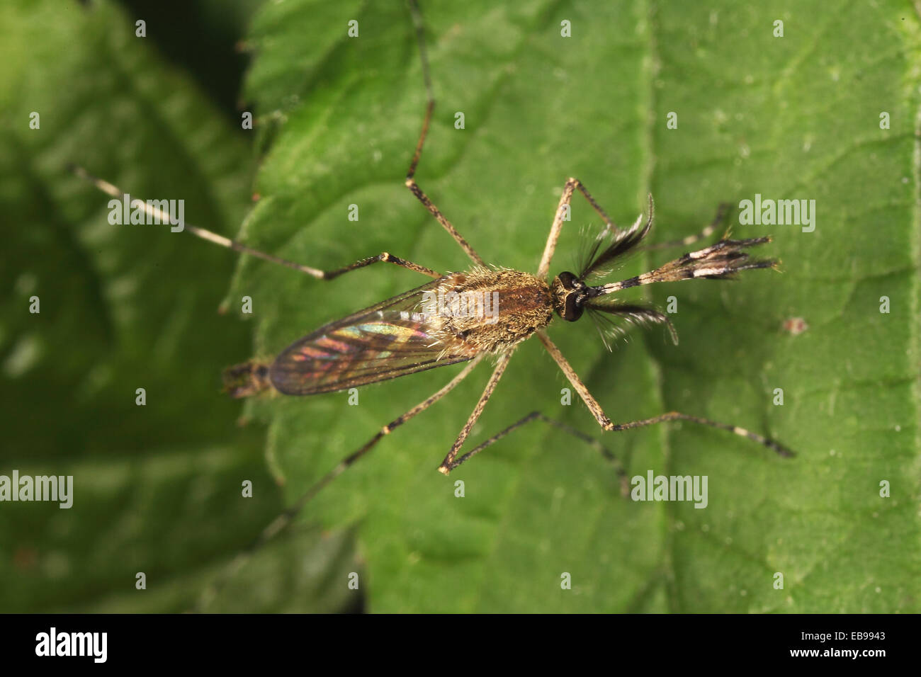 Ochlerotatus hi-res stock photography and images - Alamy