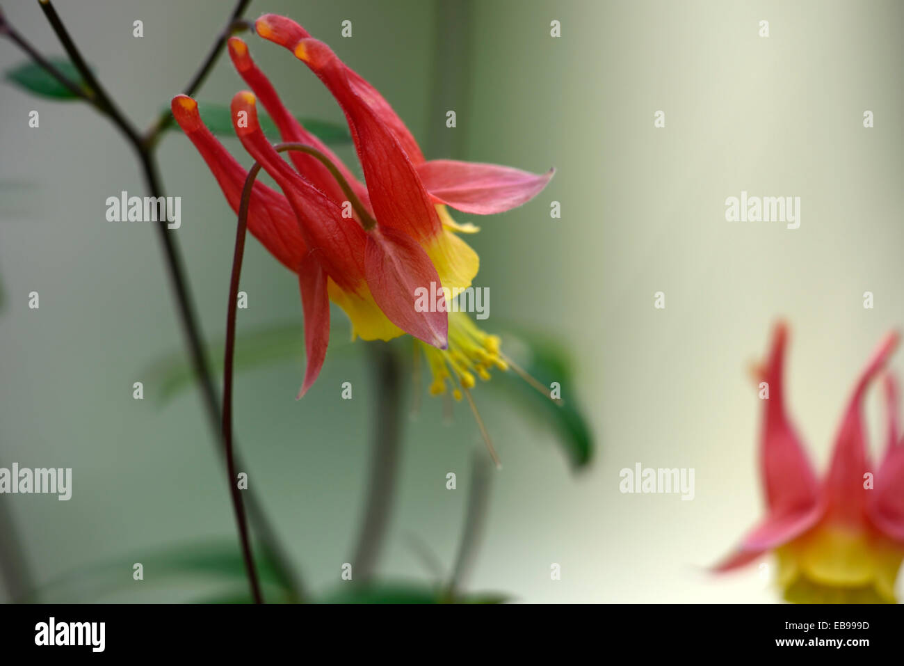aquilegia canadensis wild canadian Columbine red yellow flower ...