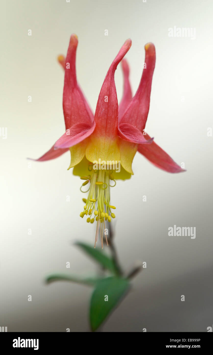 aquilegia canadensis wild canadian Columbine red yellow flower ...
