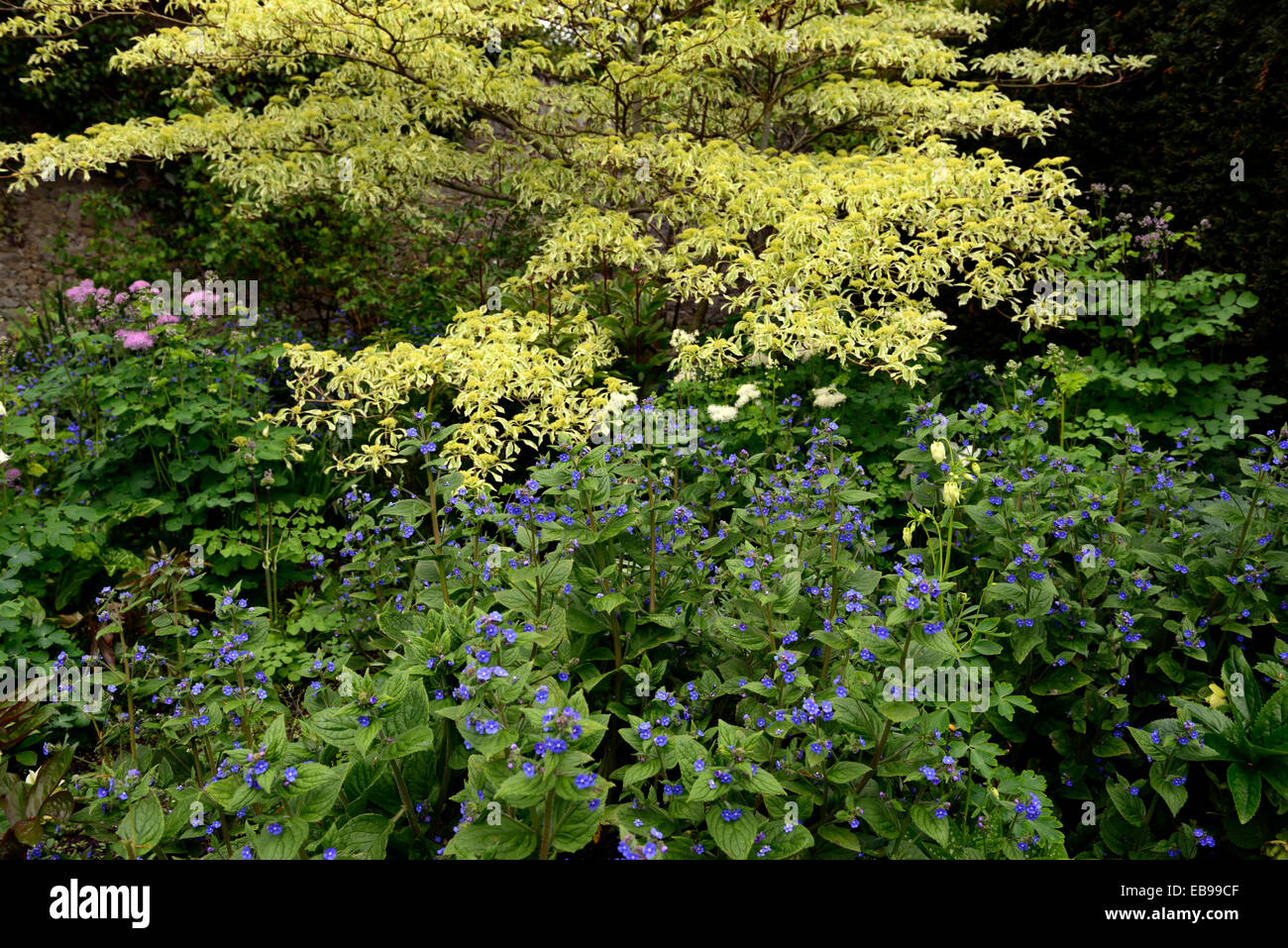 cornus controversa variegata omphalodes verna tree trees perennial ...