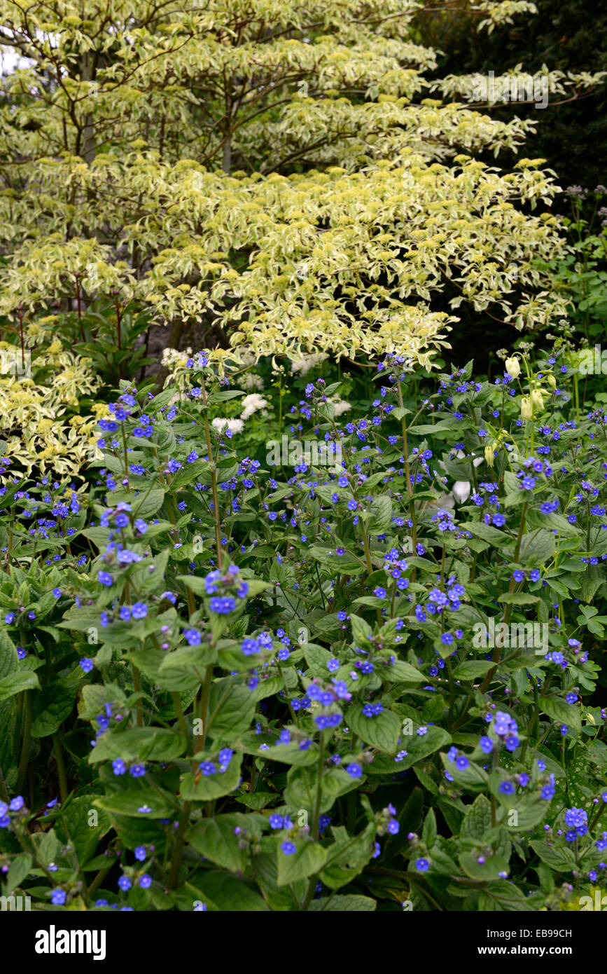 Cornus controversa variegata wedding cake tree hi-res stock photography ...