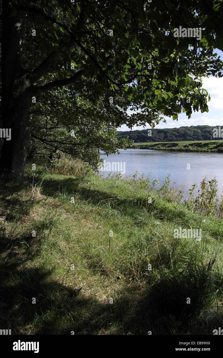 Sunny portrait, looking upstream, grassy bank with tall trees and ...