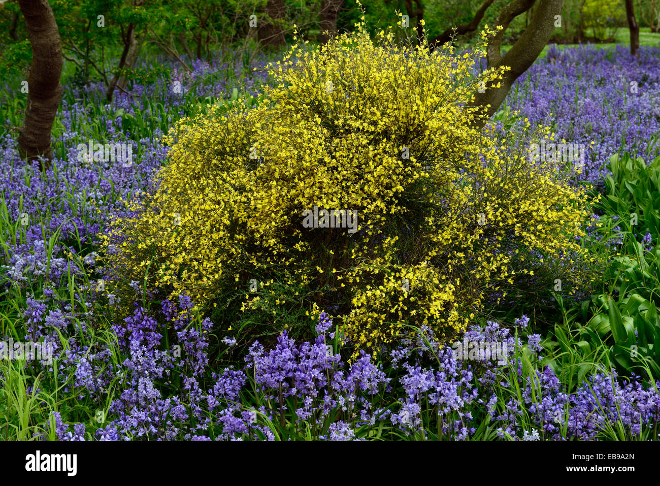 cytisus scoparius yellow flowers flowering bluebells spring display ...