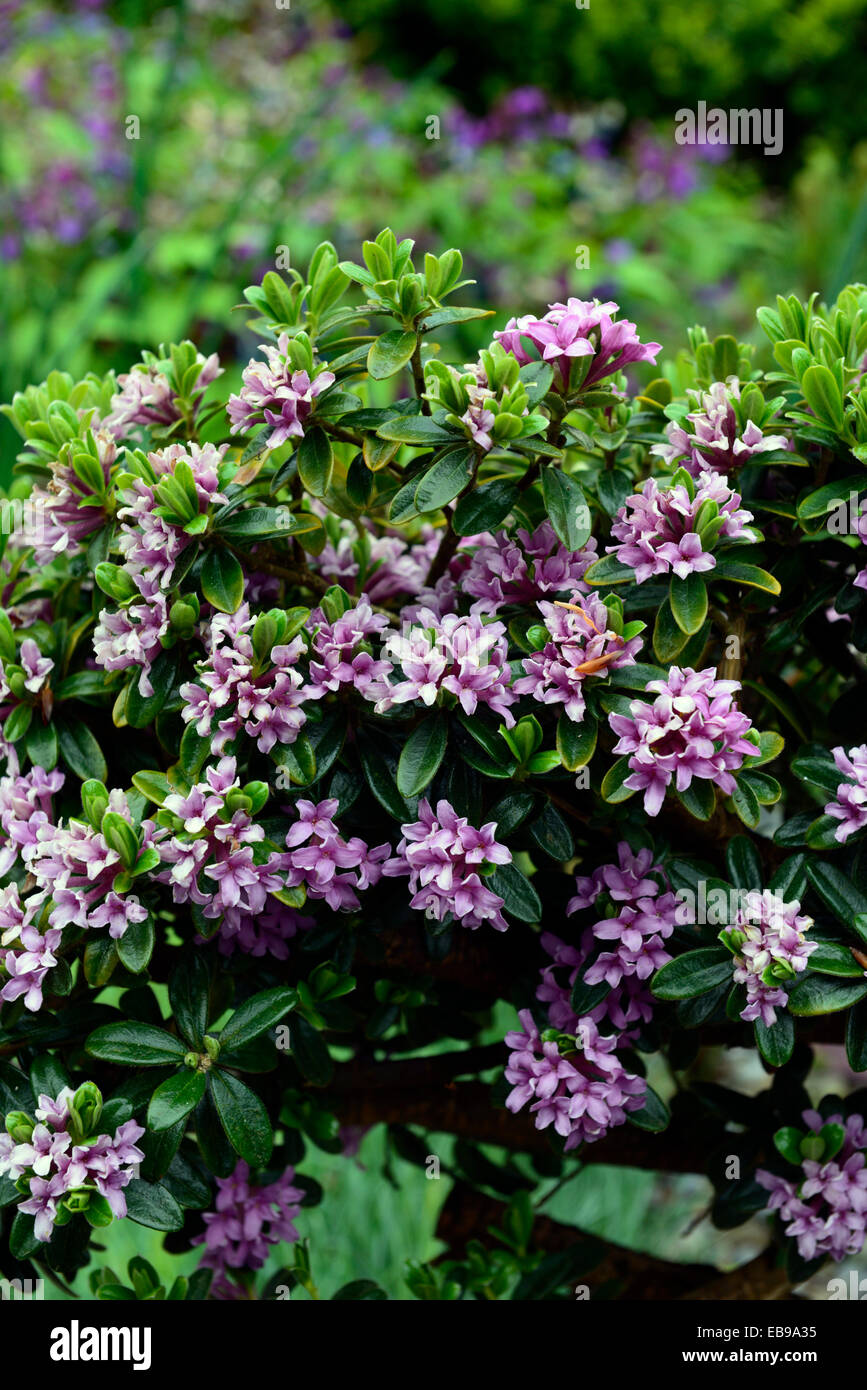 daphne sericea collina group Pink Flowers flower flowering scented ...