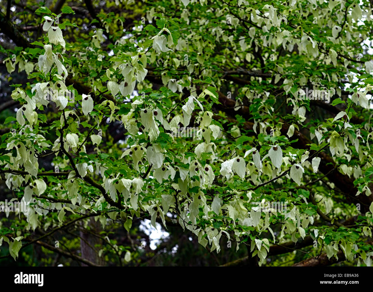 Davidia involucrata dove tree handkerchief tree hi-res stock ...