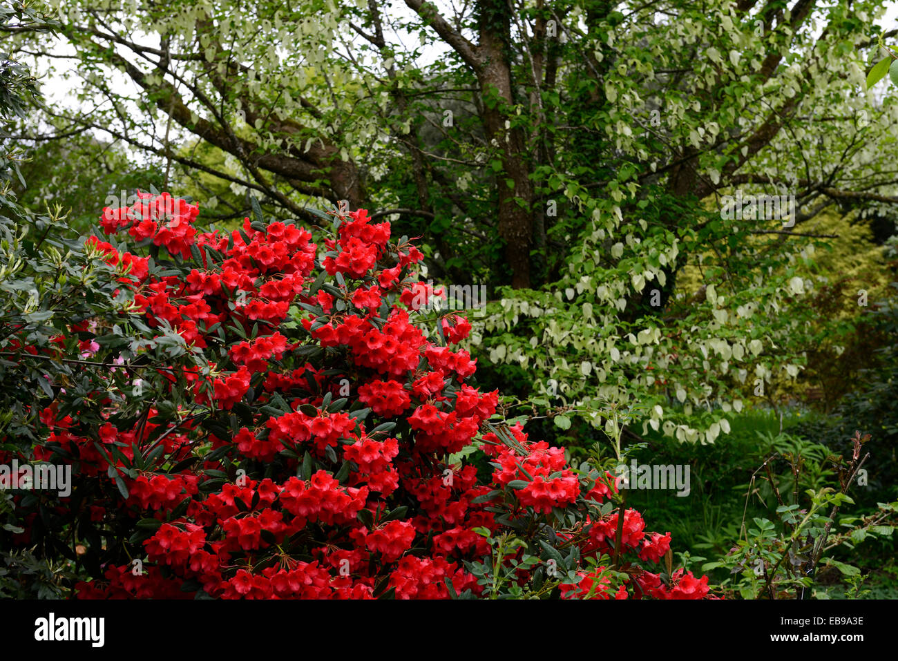 Davidia involucrata Rhododendron red white flowers flowering trees ...