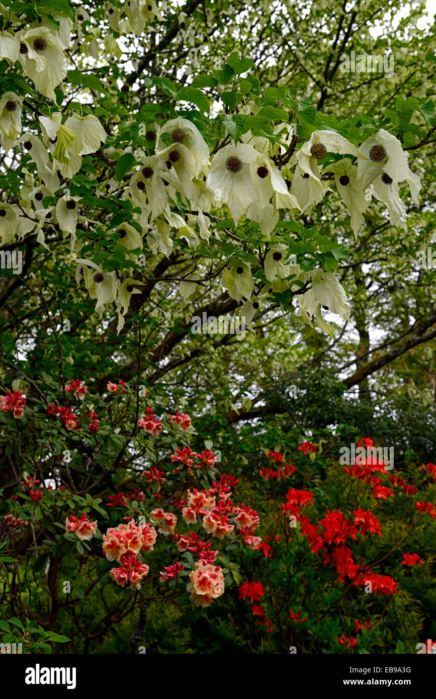 Davidia involucrata Rhododendron red white flowers flowering trees ...