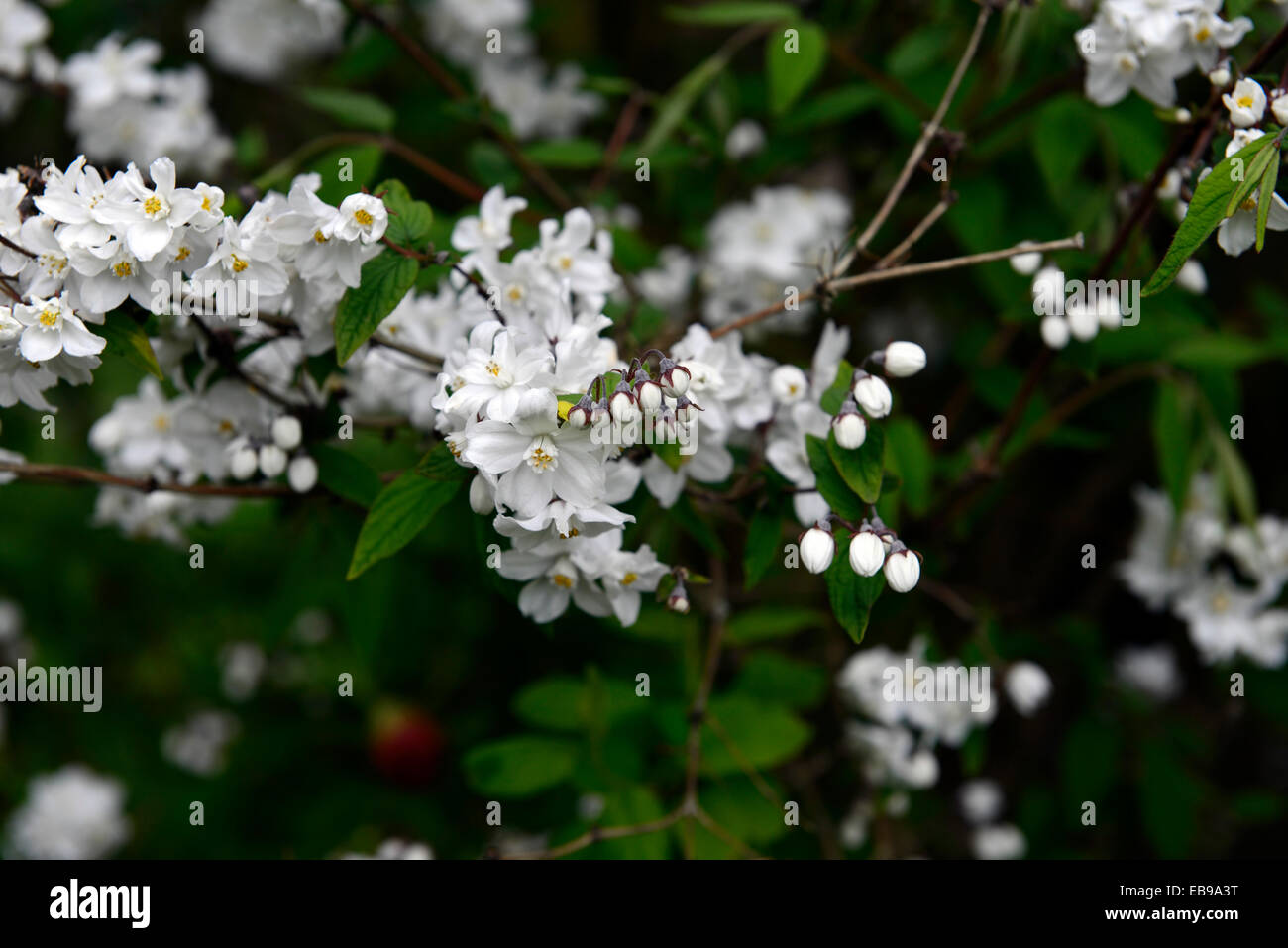 White flowering deutzia shrub hi-res stock photography and images - Alamy