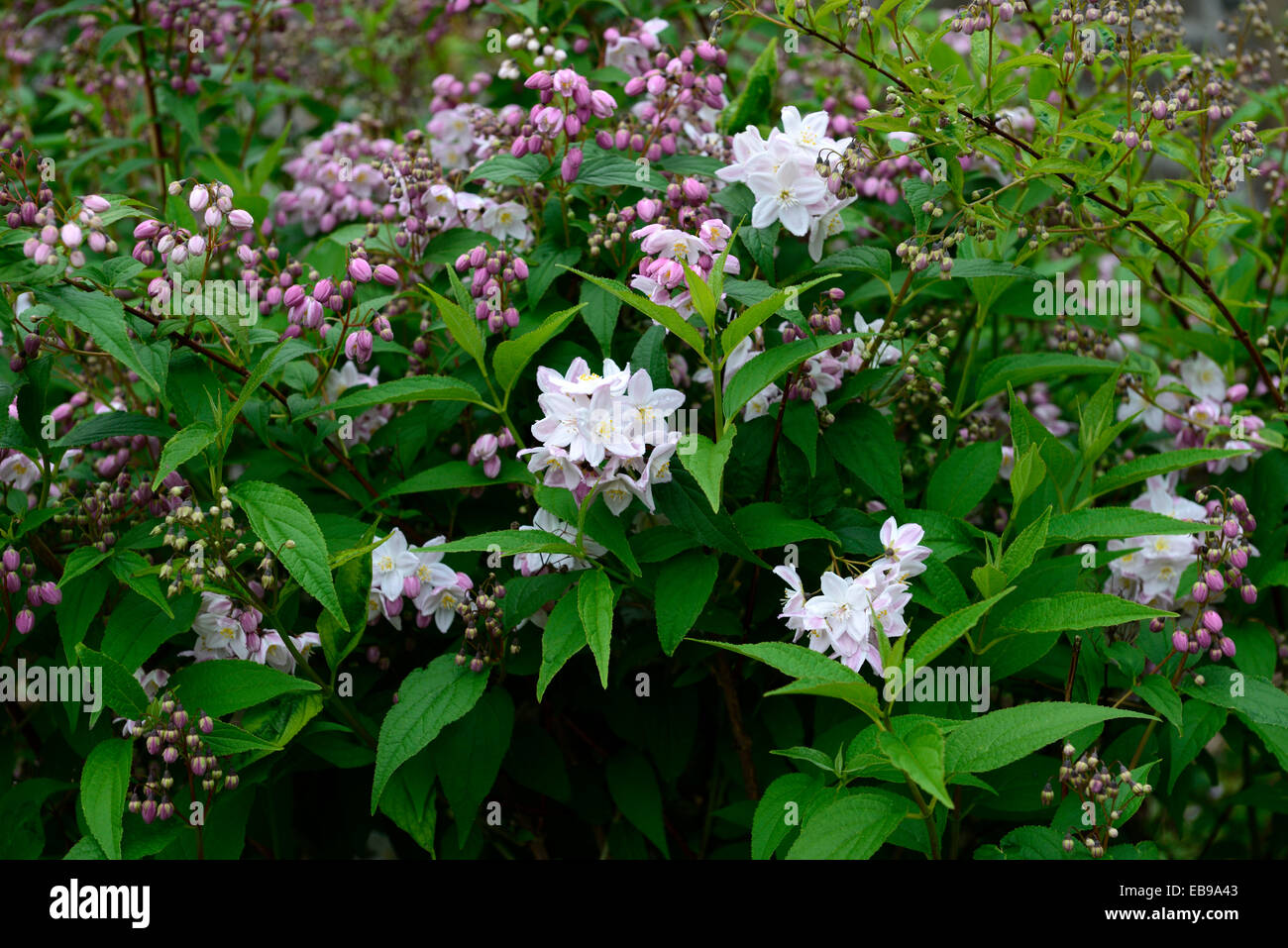 deutzia x rosea flowers deutzias summer closeup white pink flowering ...