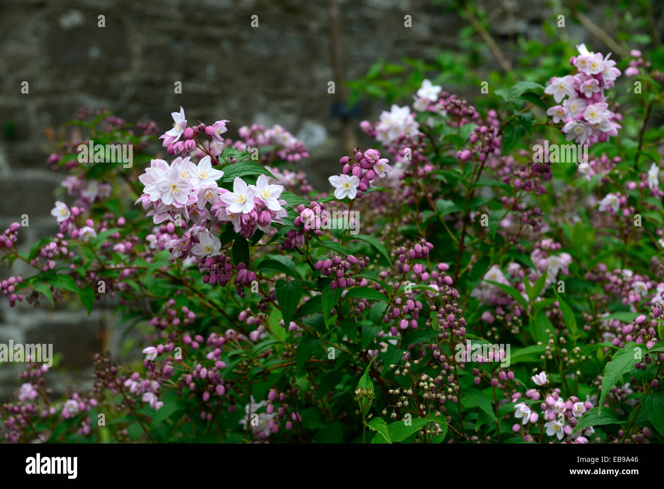 deutzia x rosea flowers deutzias summer closeup white pink flowering ...
