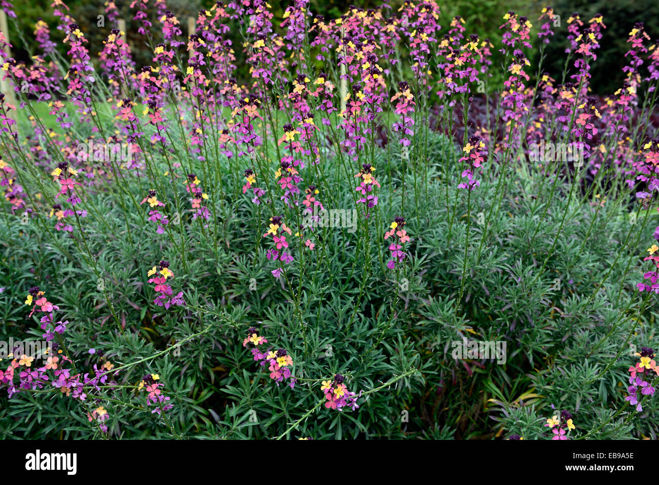 erysimum mutabile yellow pink wallflowers spring bedding flower ...