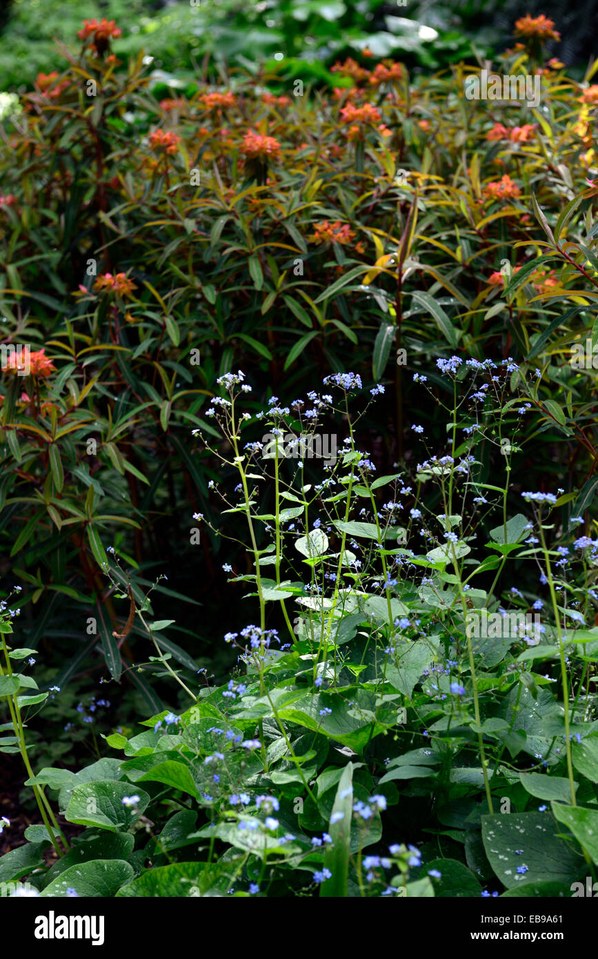 euphorbia griffithii dixter omphalodes verna orange blue flower flowers ...