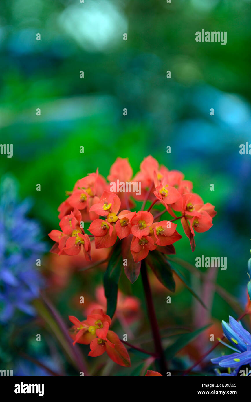euphorbia griffithii fireglow orange color colour combination planting ...