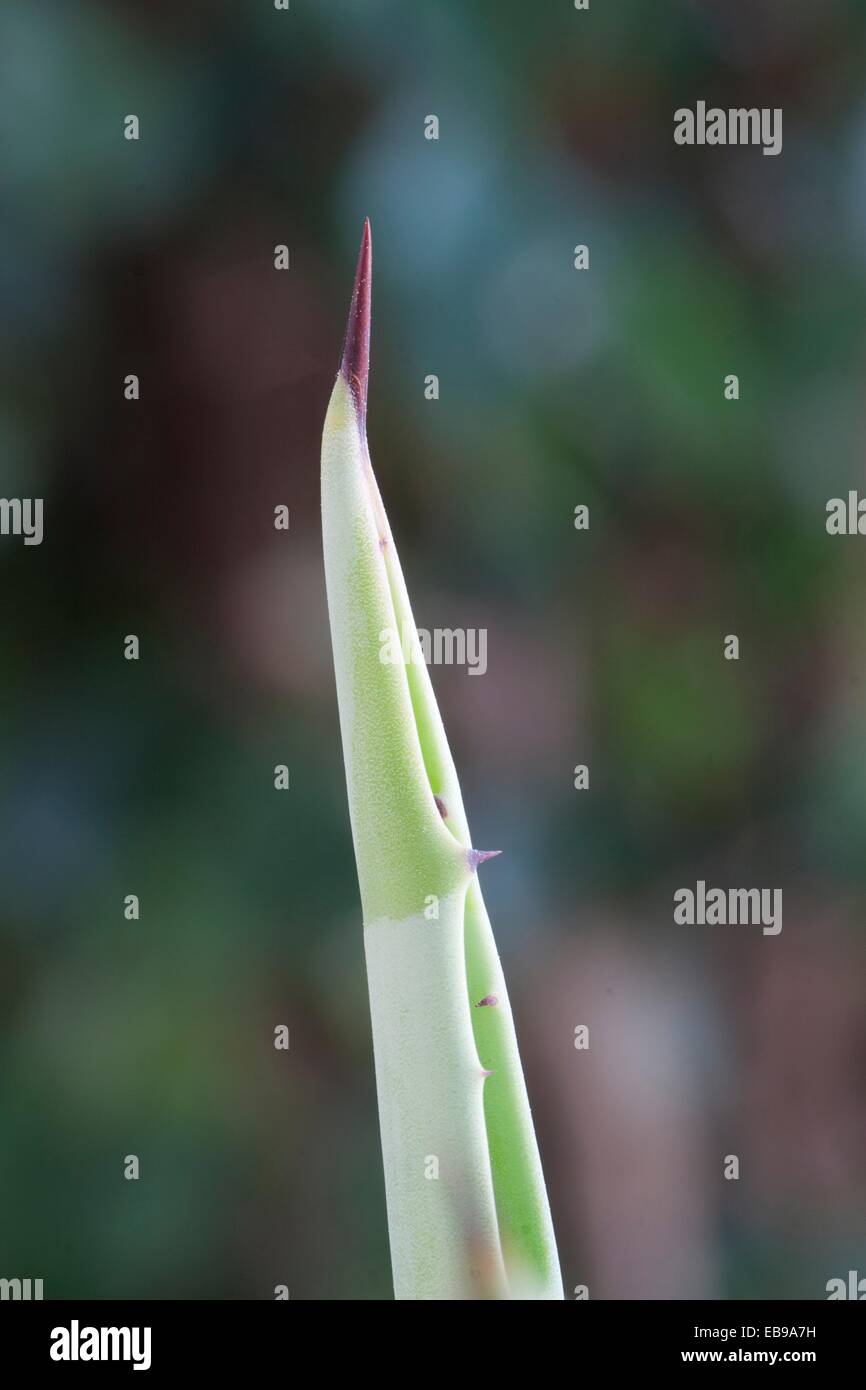 Profile leaf hi-res stock photography and images - Alamy