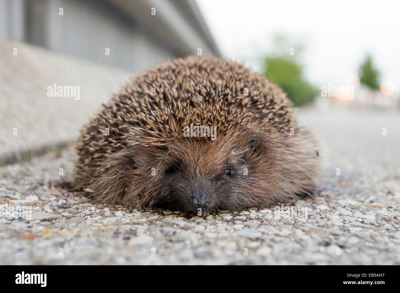 Dead Hedgehog at the Side of a Street. Bad Schallerbach. Austria Stock ...