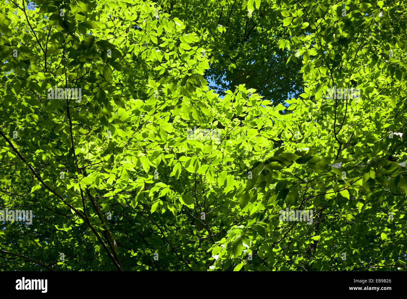 Closeup view of green canopy of leaves Stock Photo - Alamy