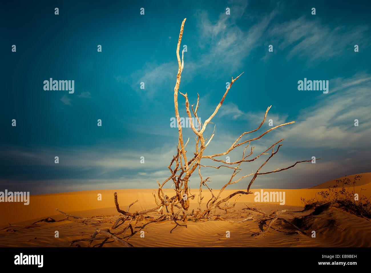 Desert landscape with dead plants in sand dunes under sunny sky. Global ...