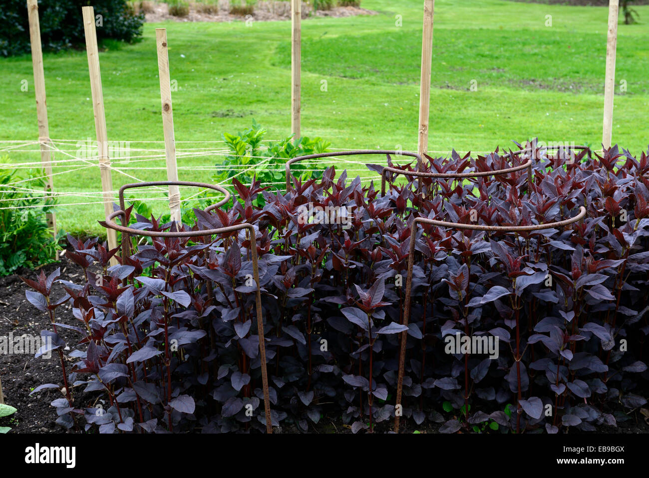 metal ring support supporting new growth in place garden gardening ...