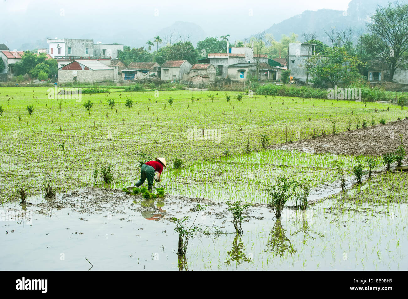 Vietnamese farmer works at rice field. Amazing view of village among ...