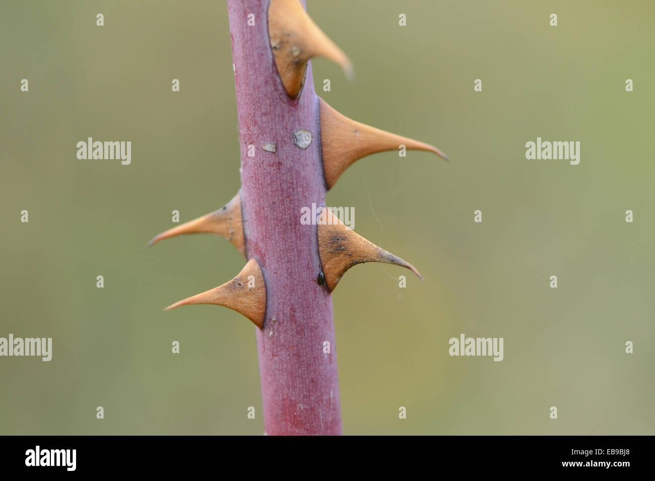 Prickles hi-res stock photography and images - Alamy
