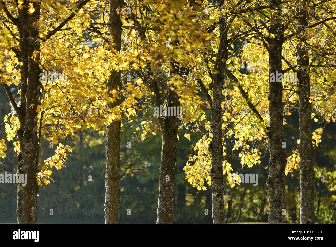 Acer Platanoides Norway Maple Tree High Resolution Stock Photography ...