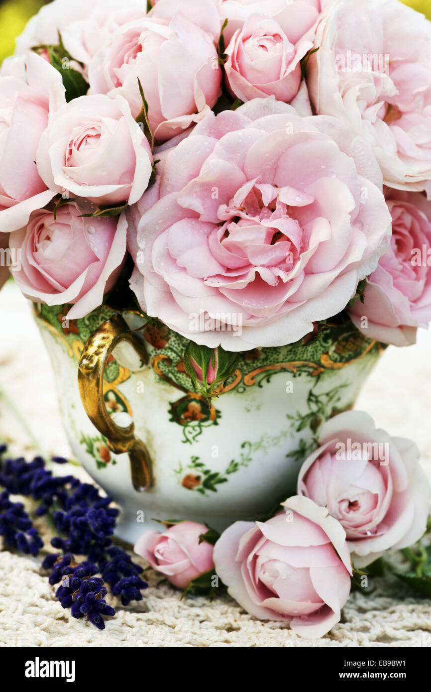 Pink antique rose hi-res stock photography and images - Alamy