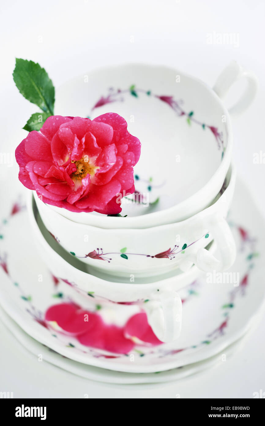 White antique rose hi-res stock photography and images - Alamy