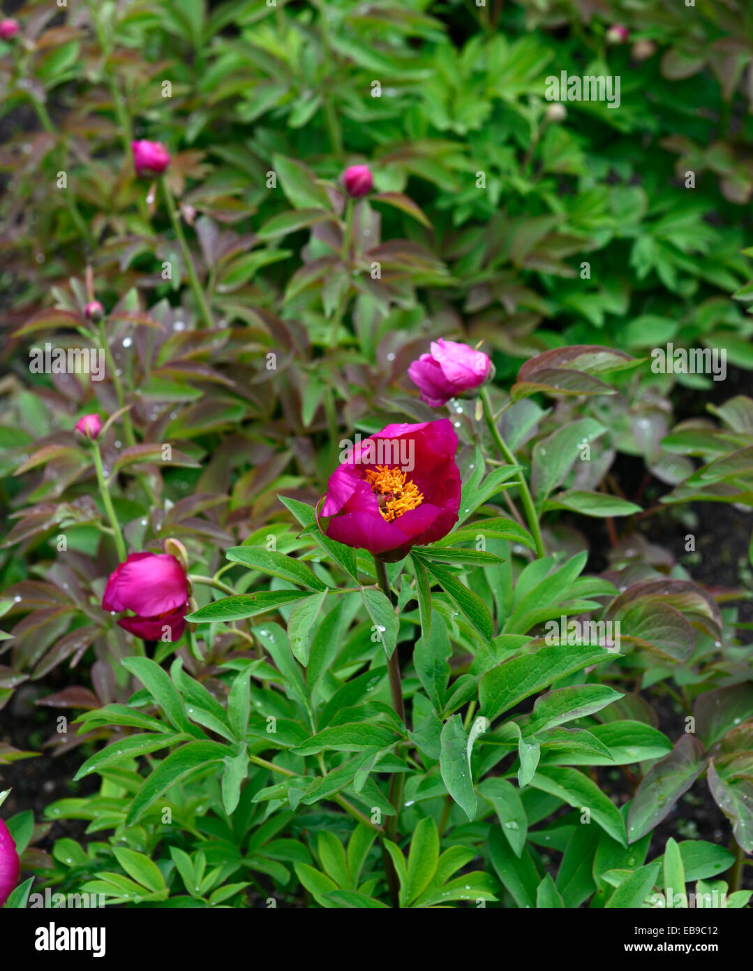 paeonia mascula subsp arietina pink red flowers Peony Peonies ...