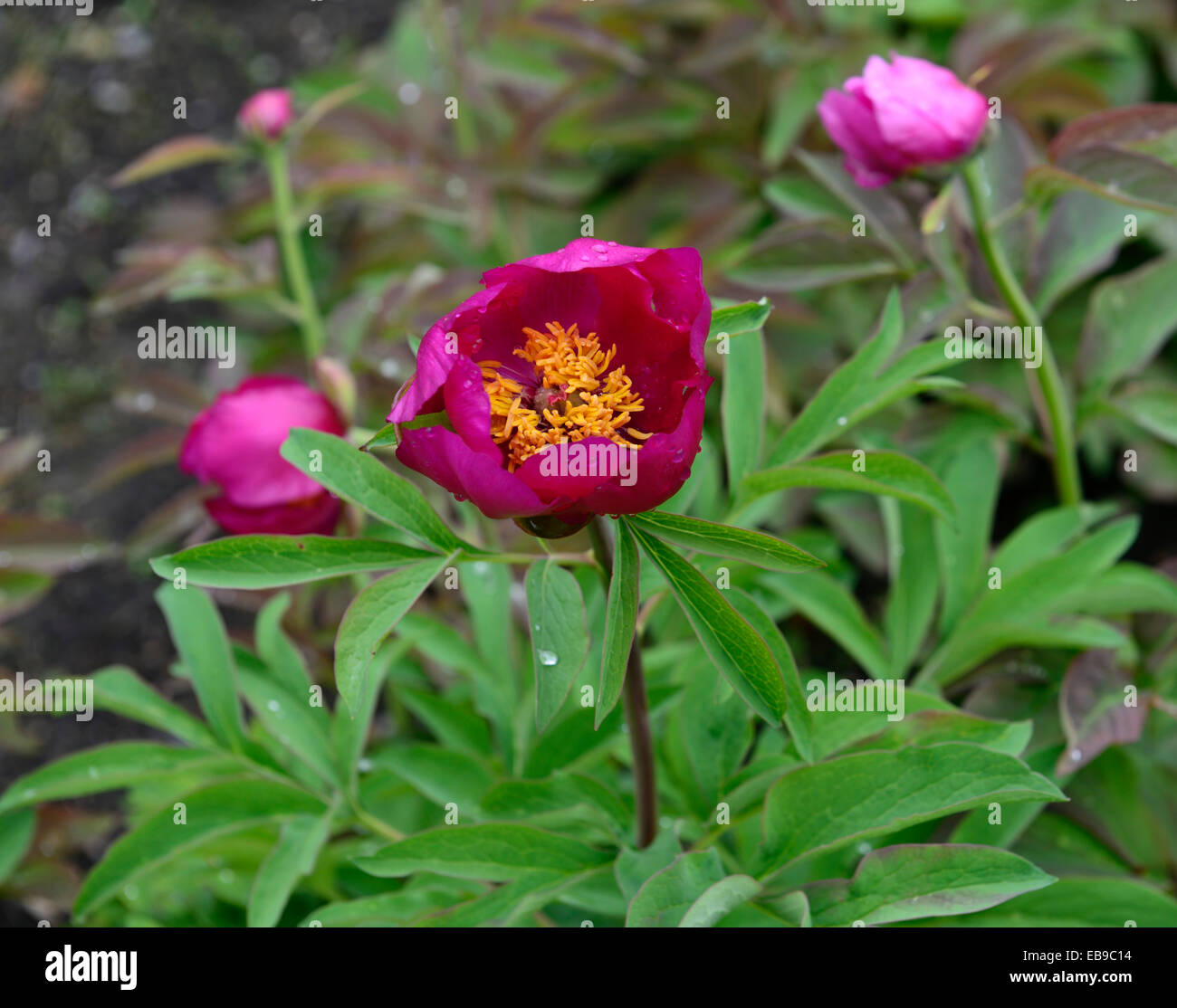Paeonia mascula subsp arietina hi-res stock photography and images - Alamy