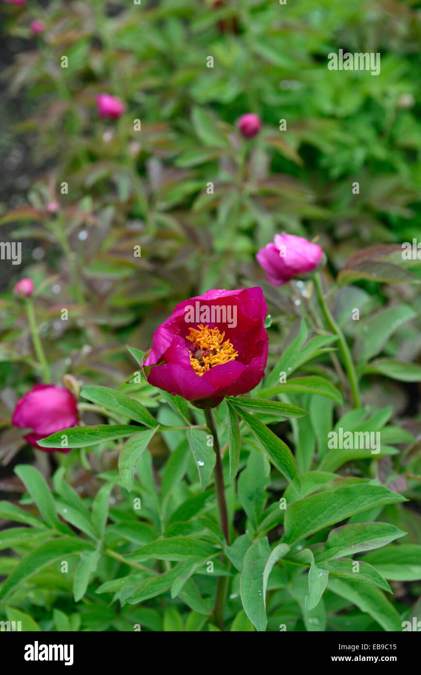 Paeonia mascula hi-res stock photography and images - Alamy