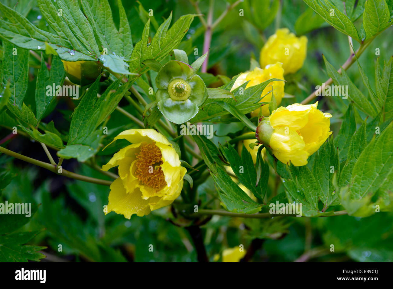 paeonia delavayi ludlowii yellow flowers Peony Peonies tree tibetan ...