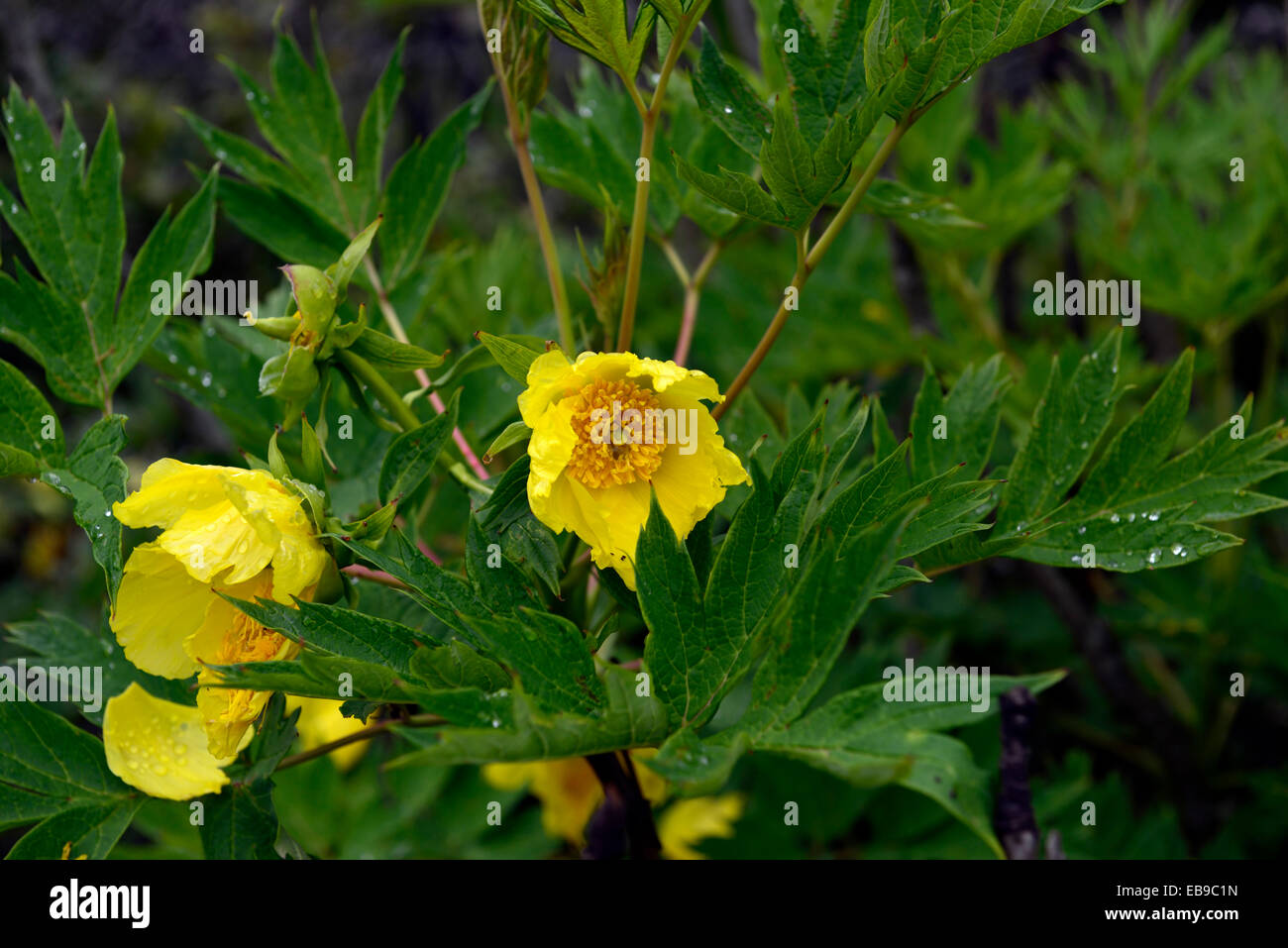 Tree peonies hi-res stock photography and images - Alamy