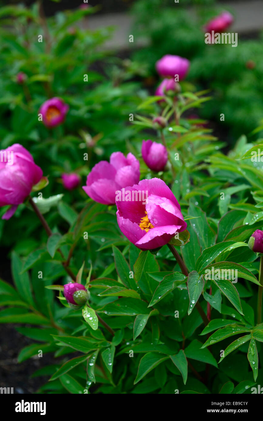 paeonia obovata pink flowers Peony Peonies herbaceous scented summer ...