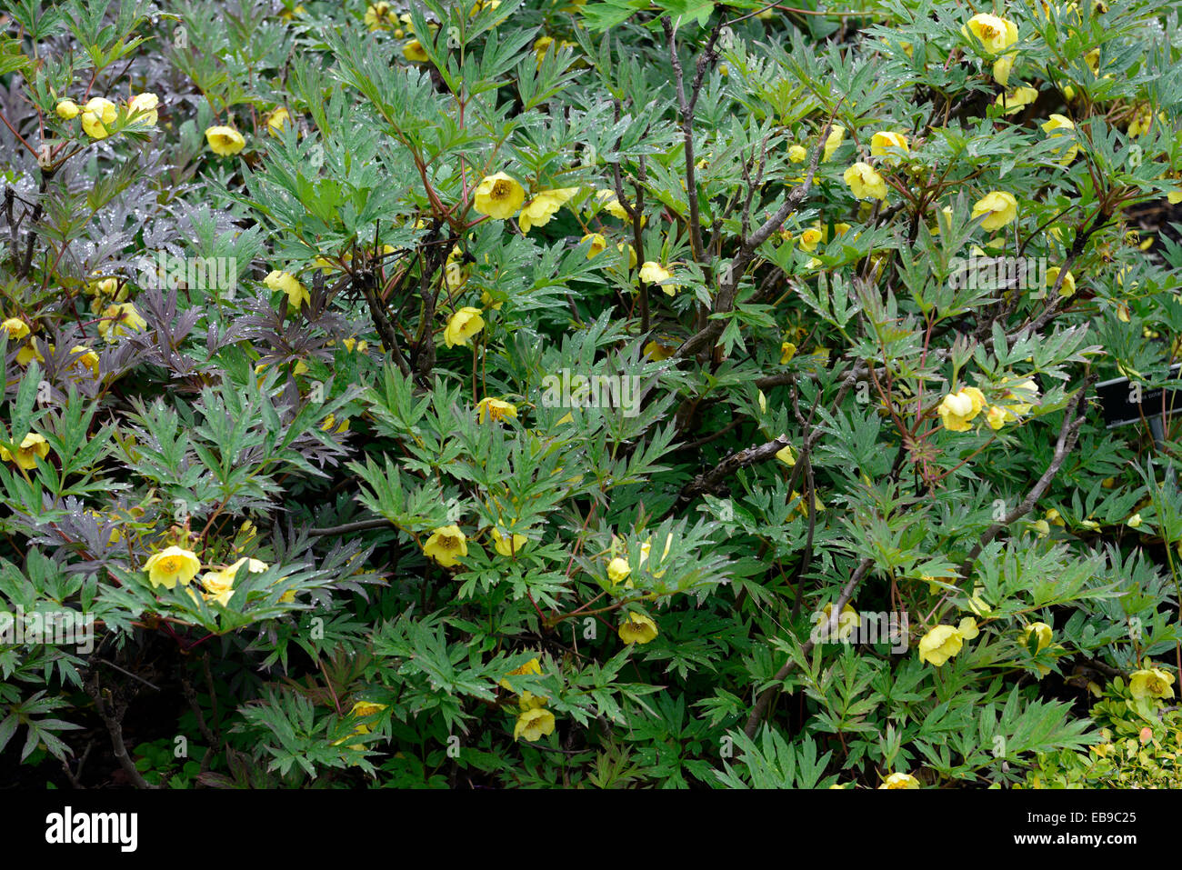 paeonia potaninii yellow flowers tree Peony Peonies scented summer ...
