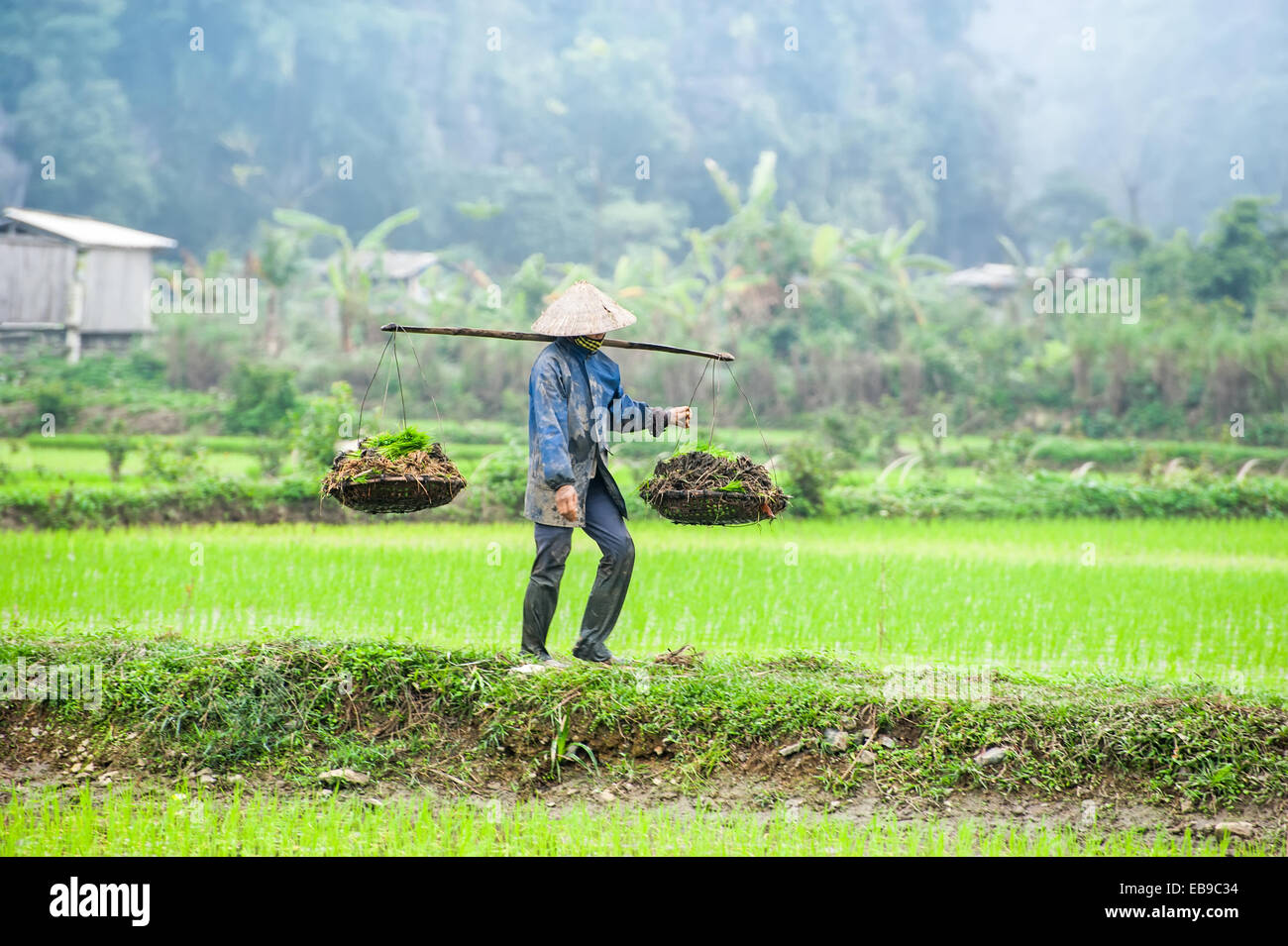 Vietnamese farmer works at rice field at foggy morning. Ninh Binh ...