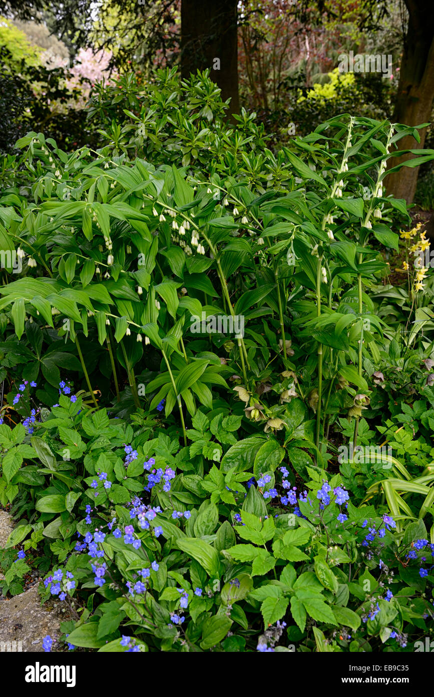 polygonatum multiflorum white omphalodes verna blue flowers woodland ...